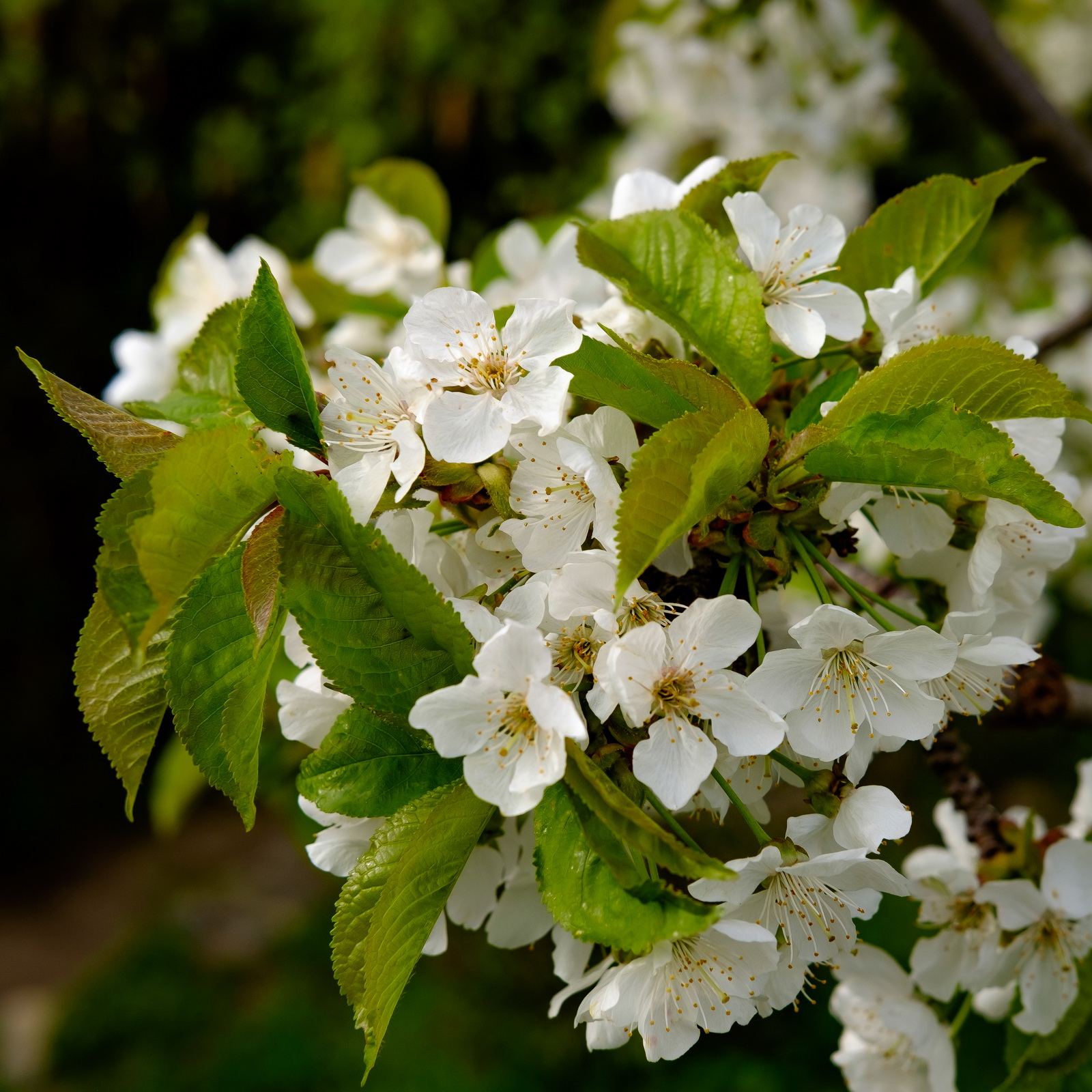 Blossoms of the sour & sweet cherry trees Meggy és cseresznye fák ...