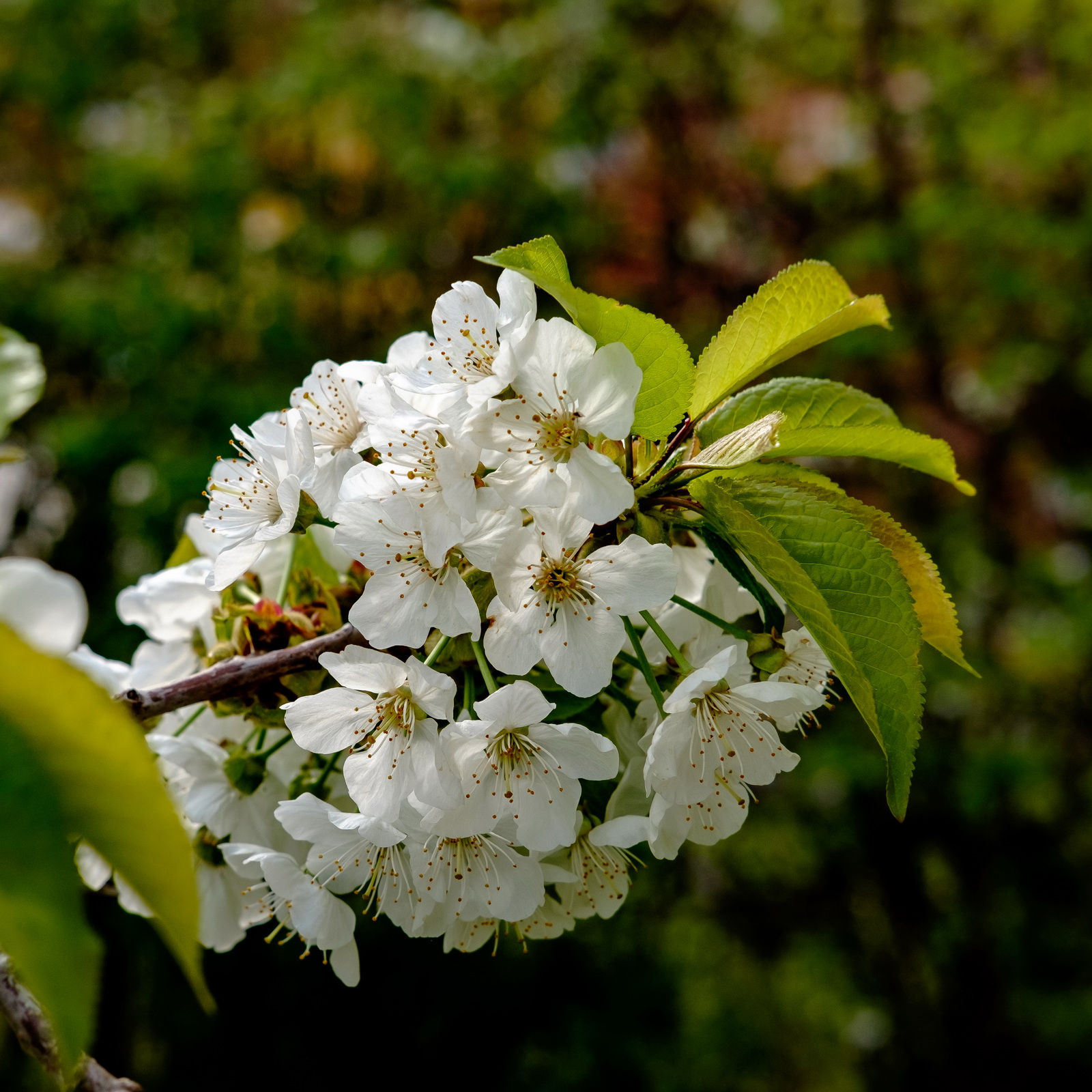 Blossoms of the sour & sweet cherry trees Meggy és cseresznye fák ...